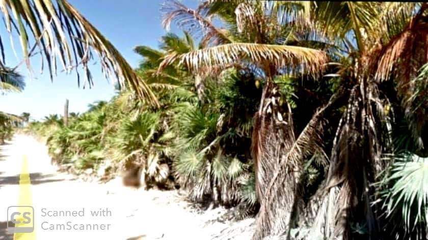 "" TULUM PUNTA ALLEN "" PUNTA SAN JUAN | EasyAviso