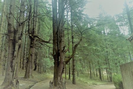 TERRENO BOSQUE en DODITAY, JILOTZINGO | EasyBroker