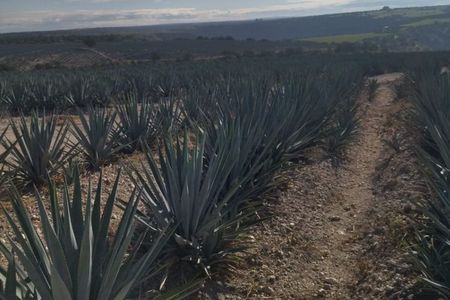 100 HECTAREAS CON AGAVE ARANDAS | EasyBroker