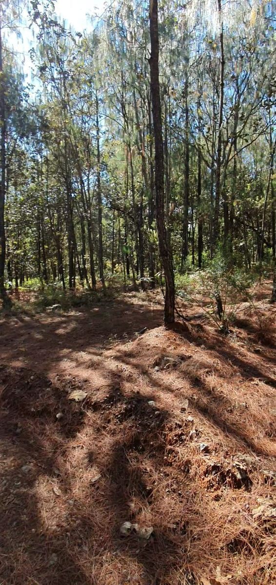 Terreno en venta Sierra Mazati, Tapalpa, Jalisco | EasyBroker