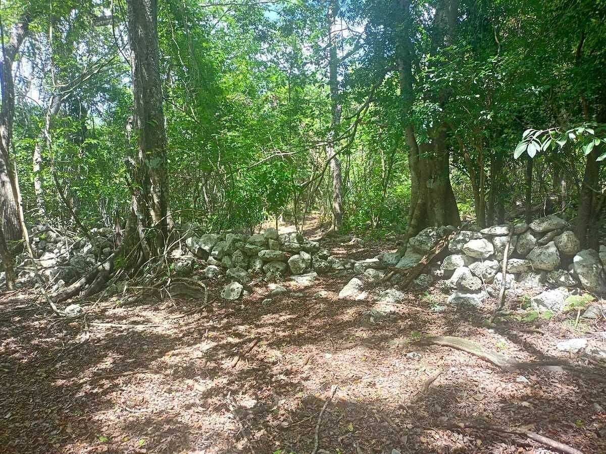 TERRENO EN VENTA EN CHEMAX, YUCATÁN. 109 HECTÁREAS | Pincali